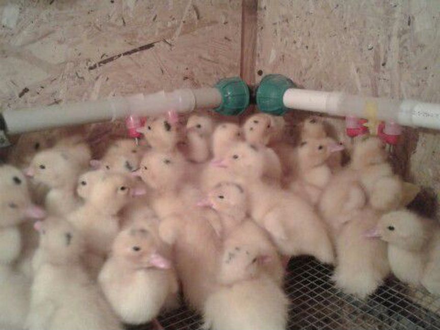 Утята муларды, ск6