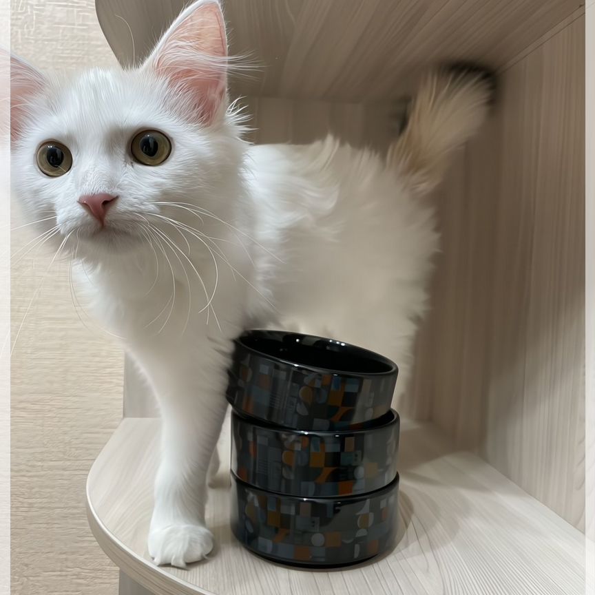 Новые мисочки для питомца