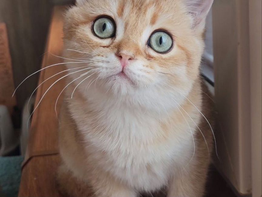 Скоттиш килт