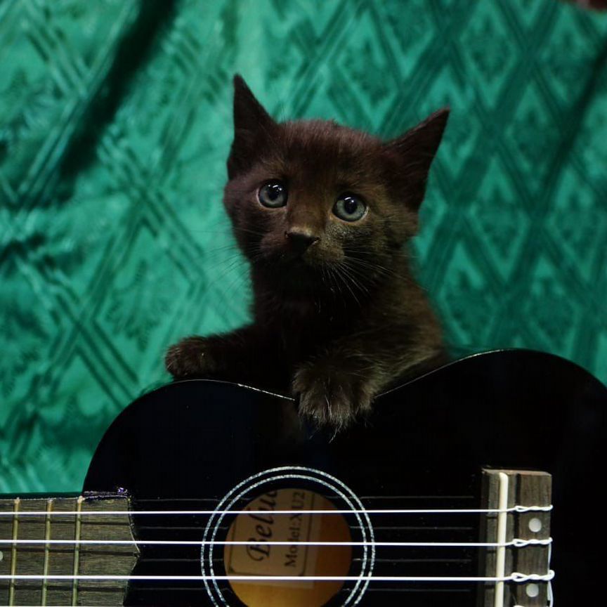 Котёнок в добрые руки