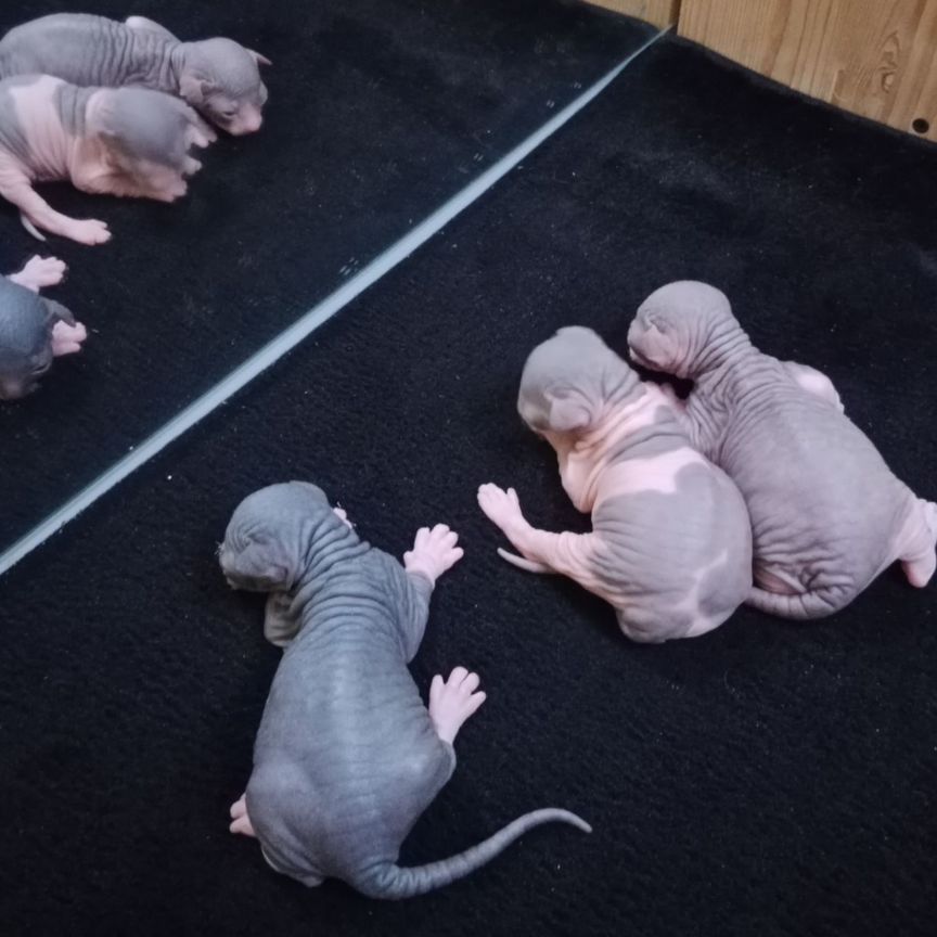 Канадский сфинкс котенок