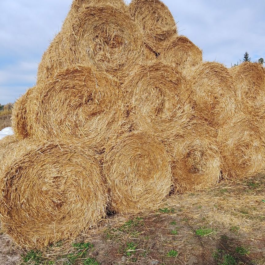 Сено и солома в рулонах