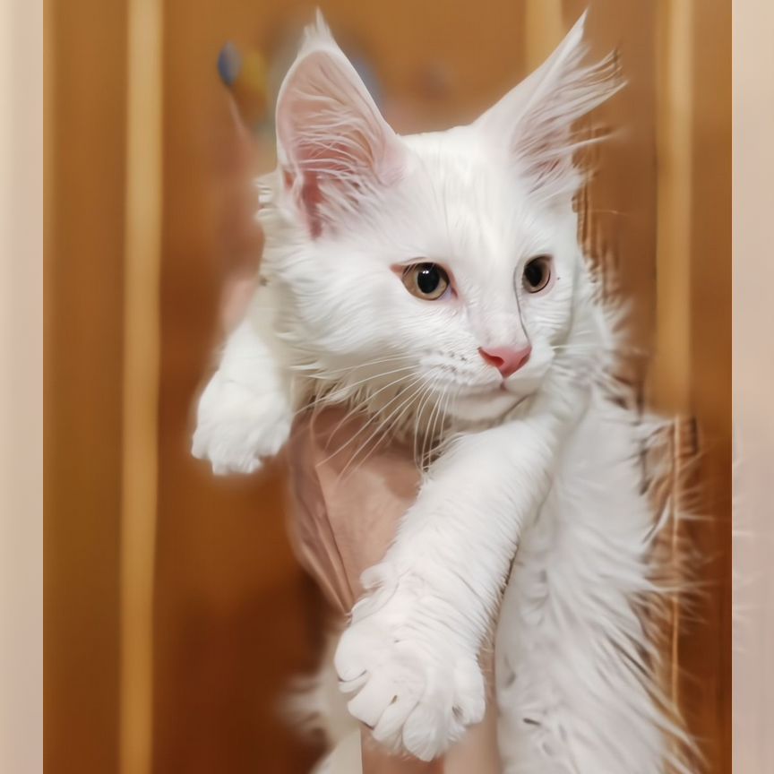 Мейн-кун котёнок