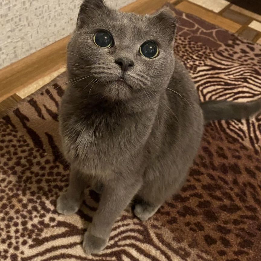 Шотландский вислоухий короткошёрстный котёнок