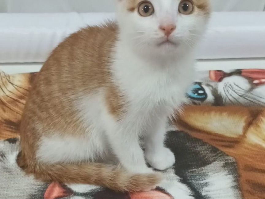 Два рыжих красавца котенка 2 мес в дар