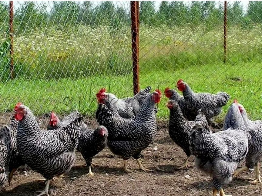 Курочки молодки мясо-яичные Грис Бар