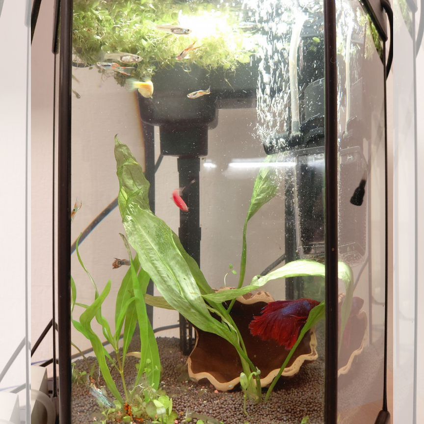 Аквариум с рыбками 20 литров под ключ