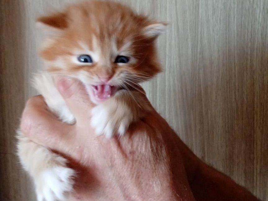 Котенок рыженький пушистенький мальчик