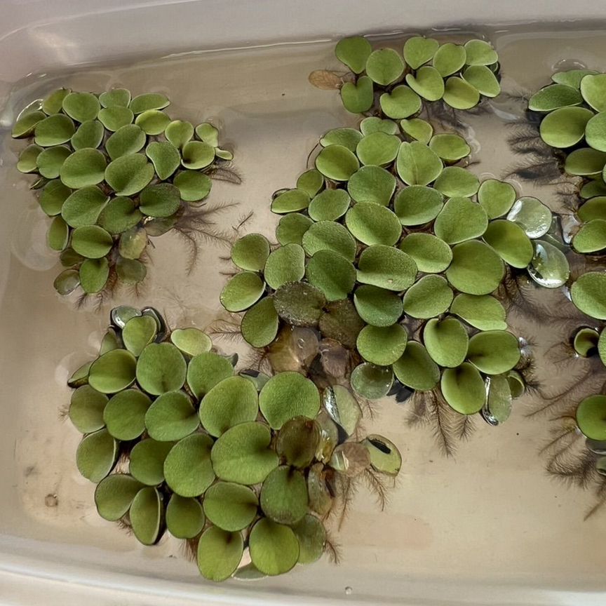 Сальвиния кукулата