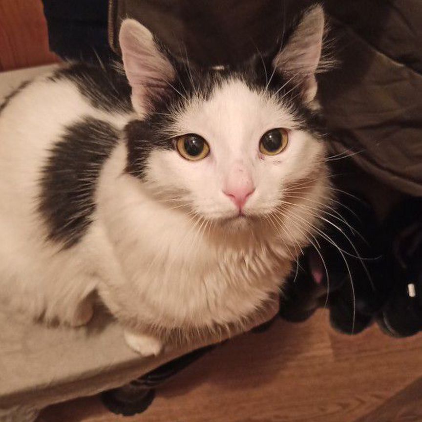 Котик Стасик