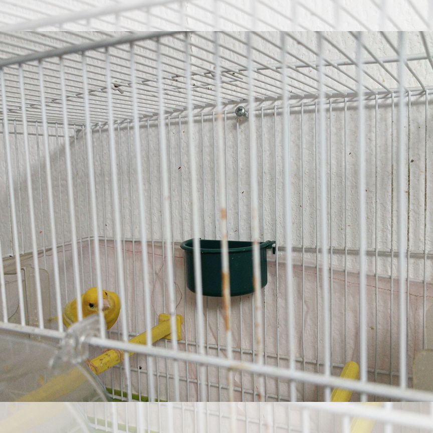 Канарейка кенар