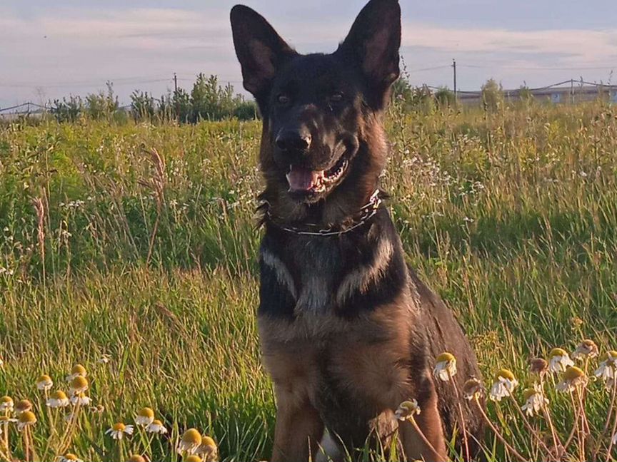 Кабель немецкой овчарки на вязку