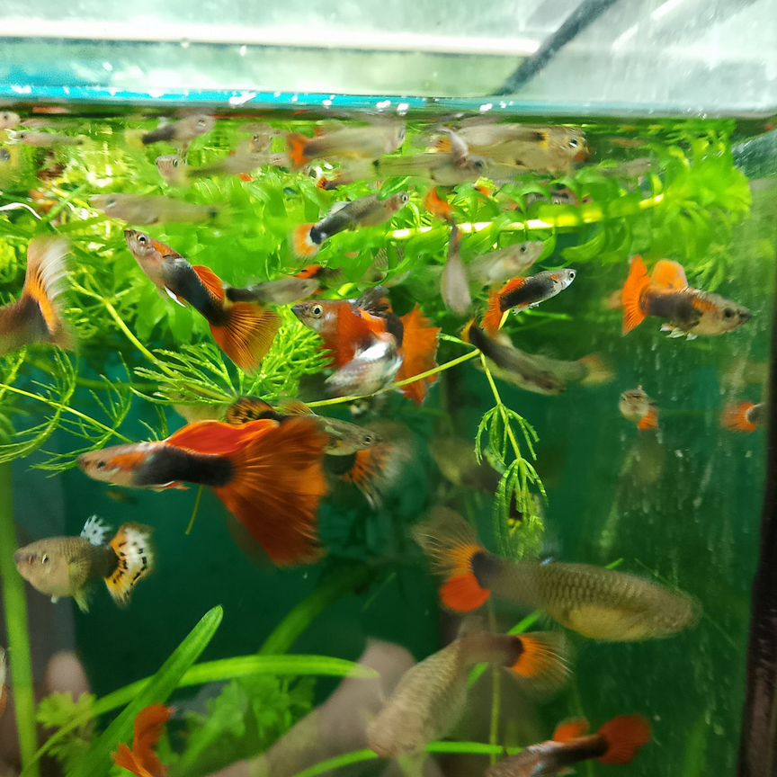 Пецилия, гуппи, брохис, панда, изя, аулофорус