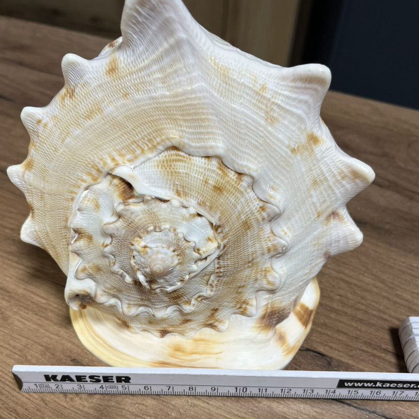 Ракушка морская большая 200х160х160