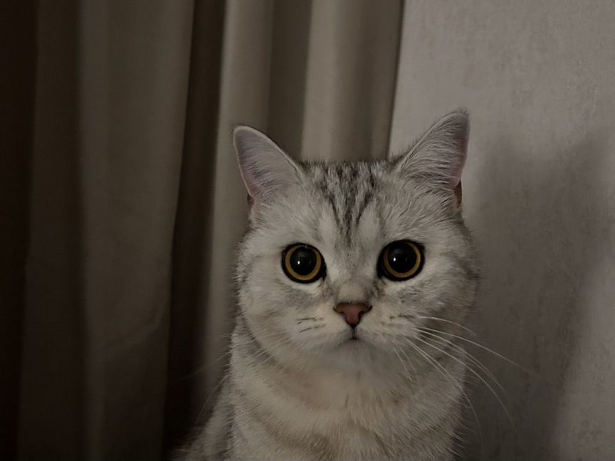 Шотландская кошка вязка