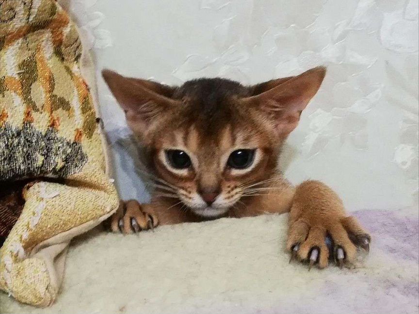 Абиссинские чистокровные котята (с документами)