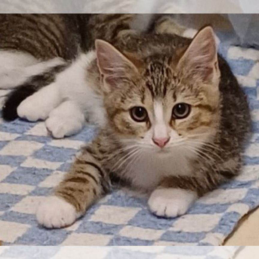 Европейский короткошёрстный котёнок
