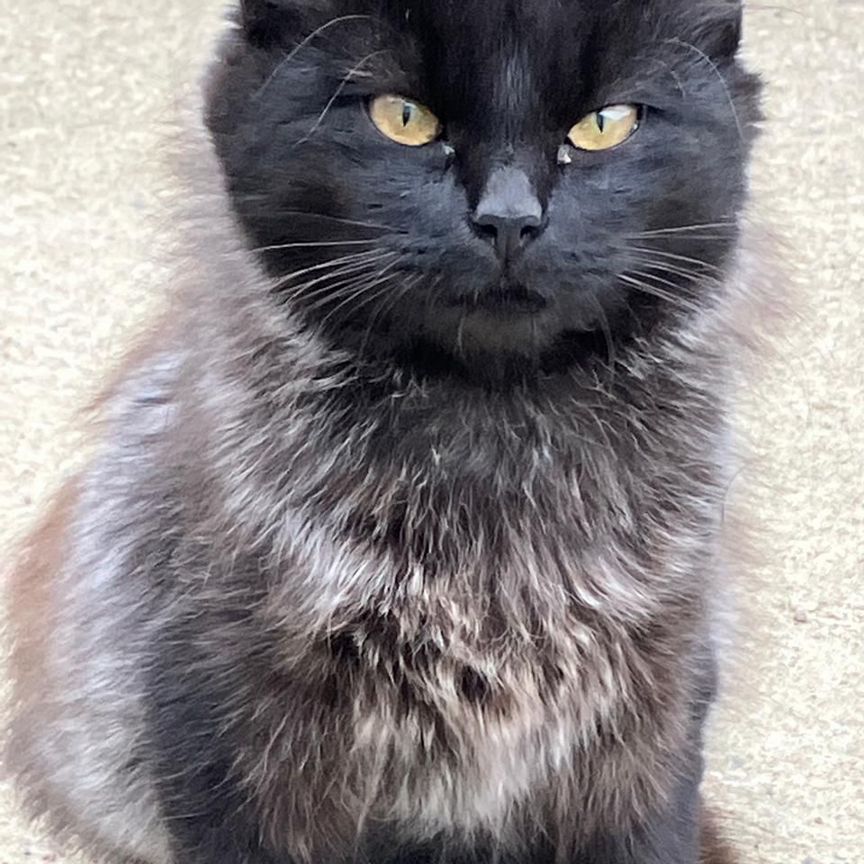 Котенок. Кошка. Бусинка
