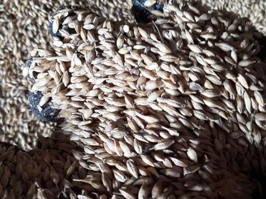 Рожь озимая