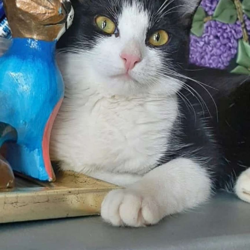 Котята мышеловы в добрые руки приучены к лотку