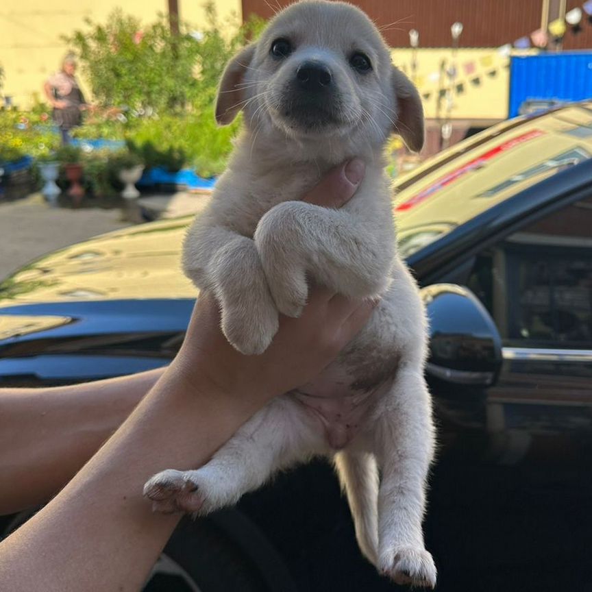 Ми-ми-мишные щенки в поисках дома