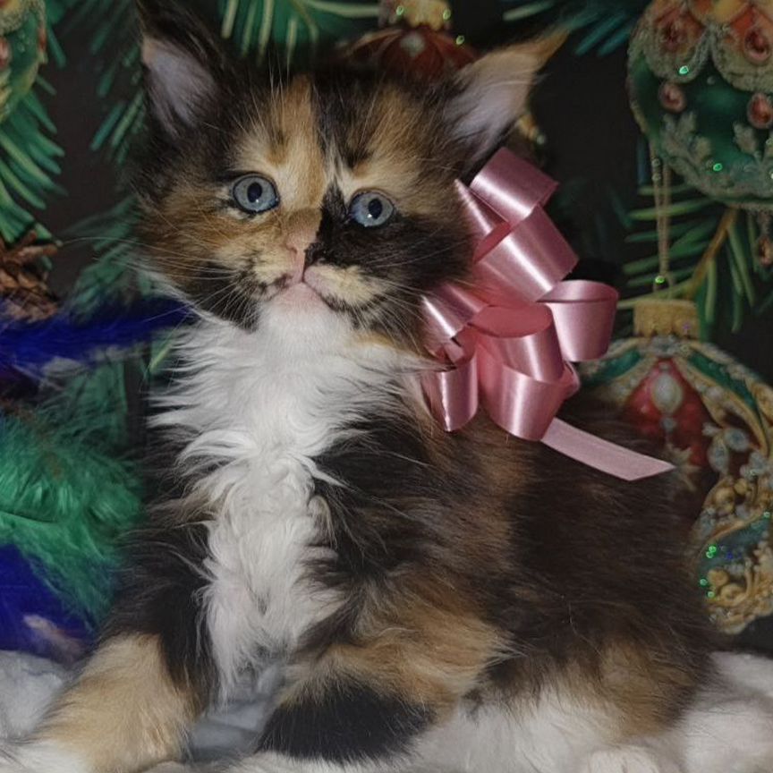 Мейн-кун котёнок