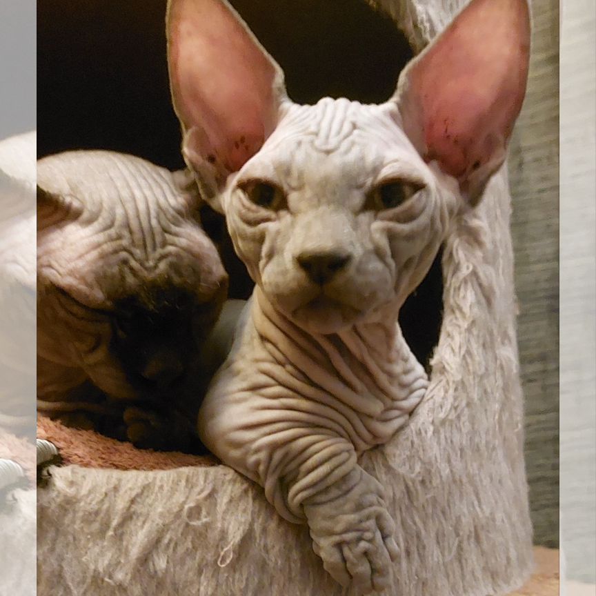 Бамбино котёнок