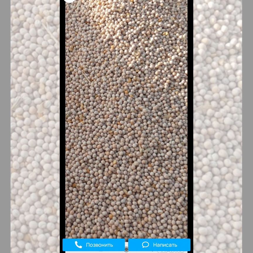 Горох кормовой