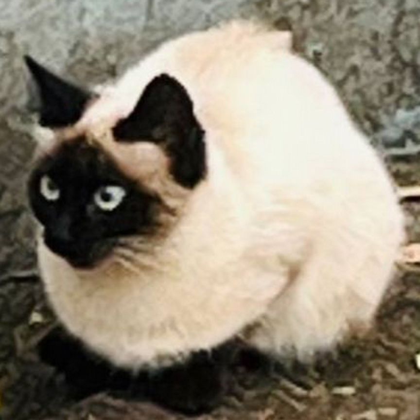 Сиамская, взрослая кошка