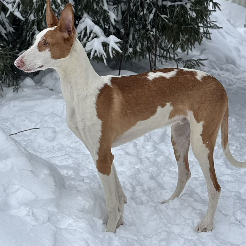 Поденко ибиценко, щенок