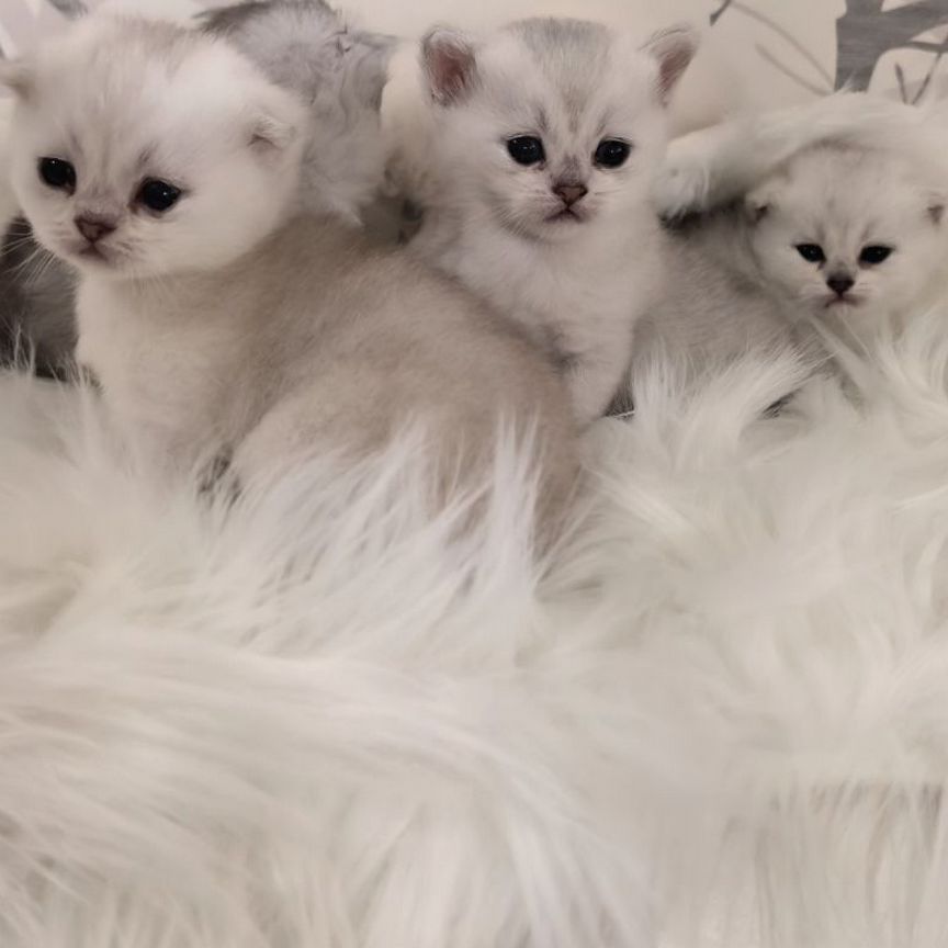 Шотландские вислоухие котята