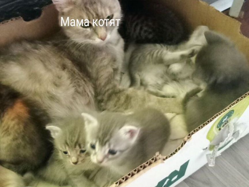 Красивые котята