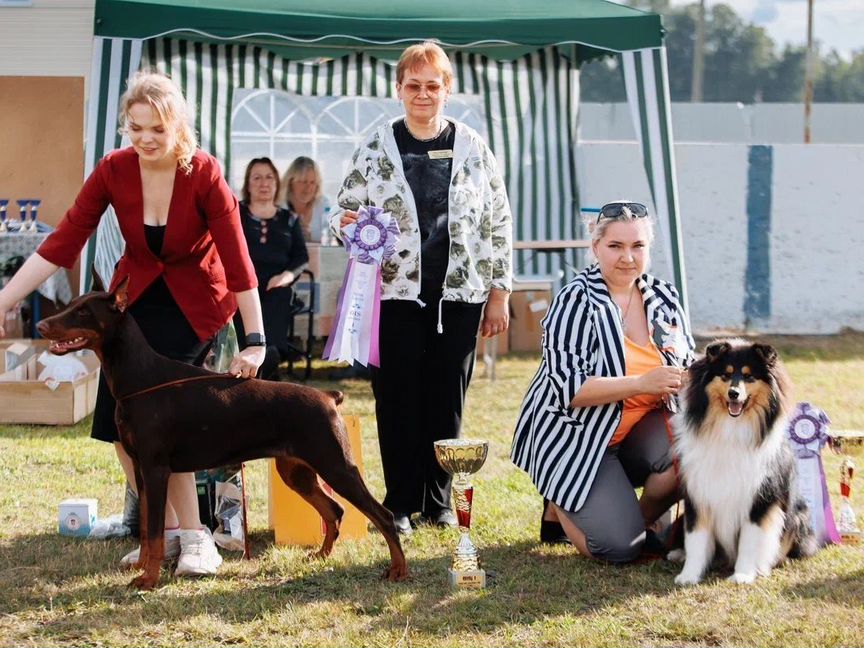 Доберман для фотосессии (аренда, не продажа)