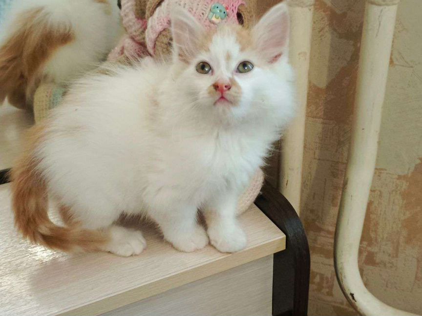 Элвис ищет семью