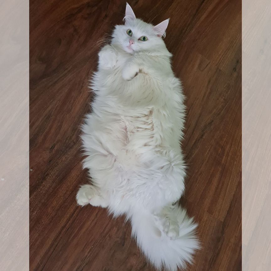 Турецкая ангора, взрослая кошка