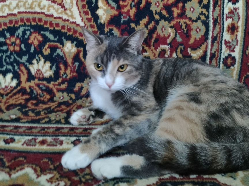 Отдам трёхцветную кошку