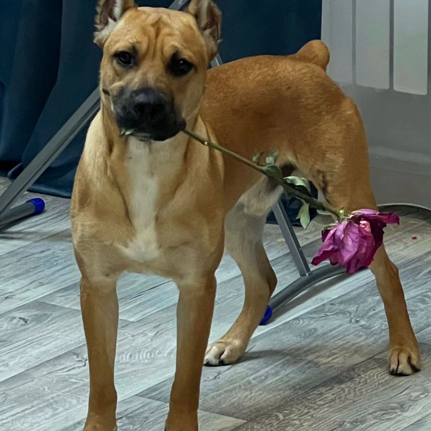 Продам стаффоршидского терьера