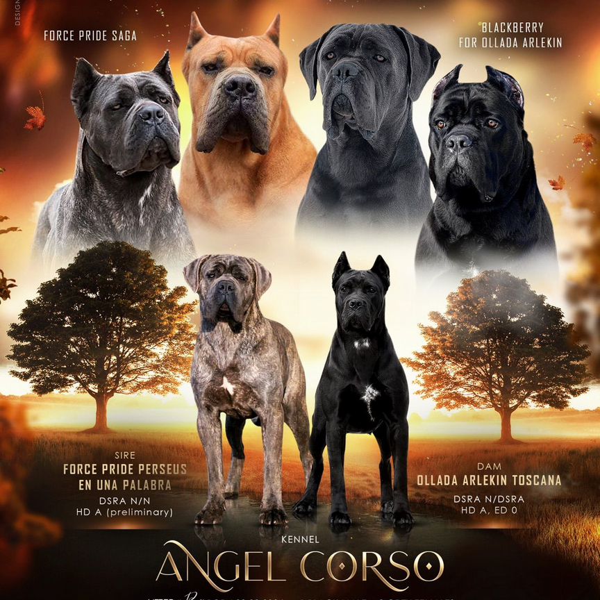 Кане Корсо - черный кобель, крови топ