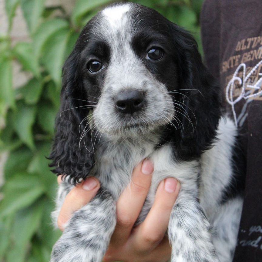 Русский спаниель