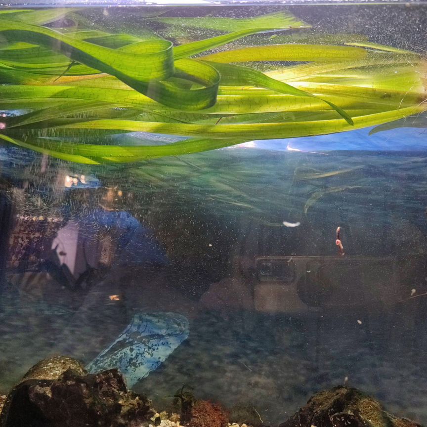 Валиснерия гигантская