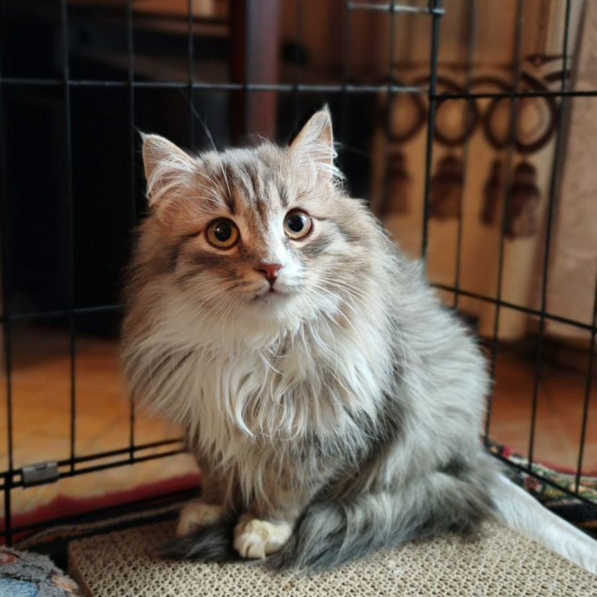 Котенок в добрые руки. Бесплатно
