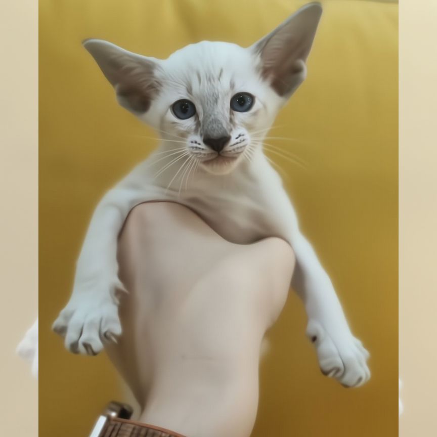 Ориентальный котёнок