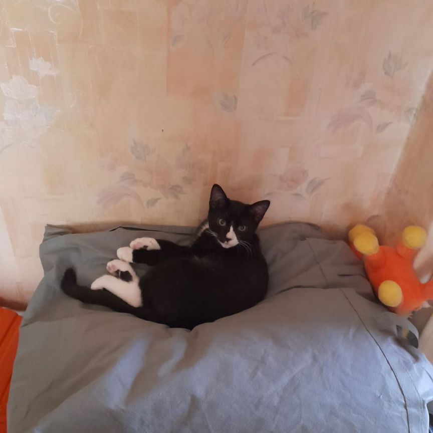 Котёнок спасённый ищет дом