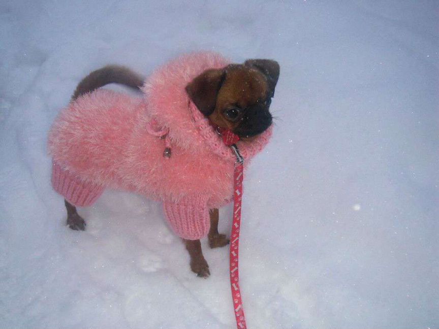 Вязанная одежда для собак