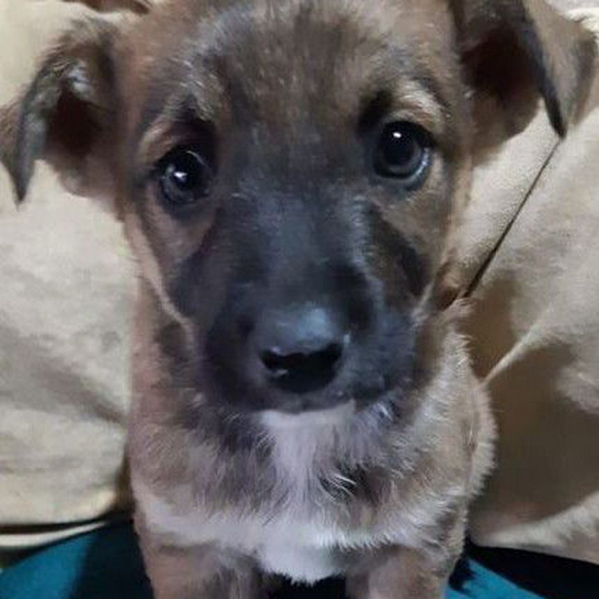 Щеночки малыши в добрые руки