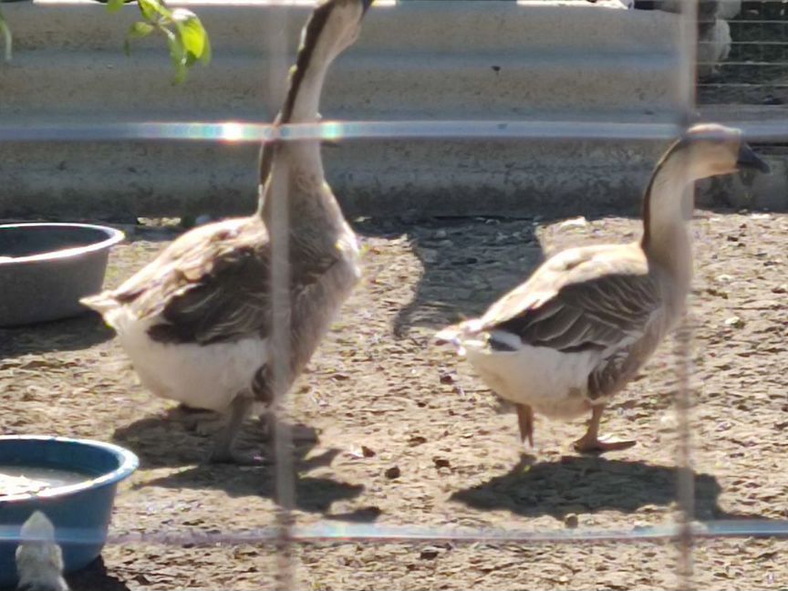 Гуси китайски сухонос