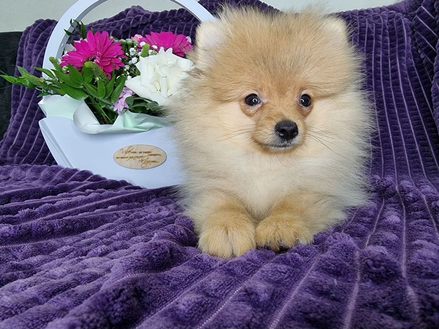 Померанский шпиц