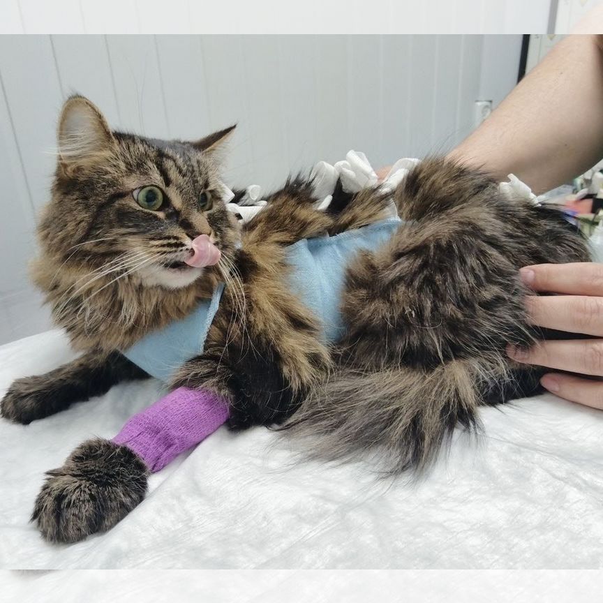 Взрослая, кошка в добрые руки