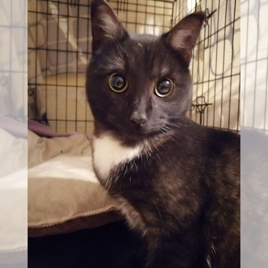 Взрослый кот в добрые руки