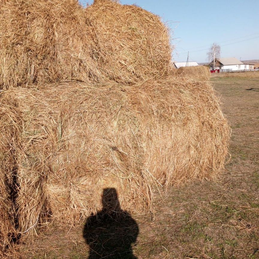 Продам сено в тюках луговое (разнотравие)